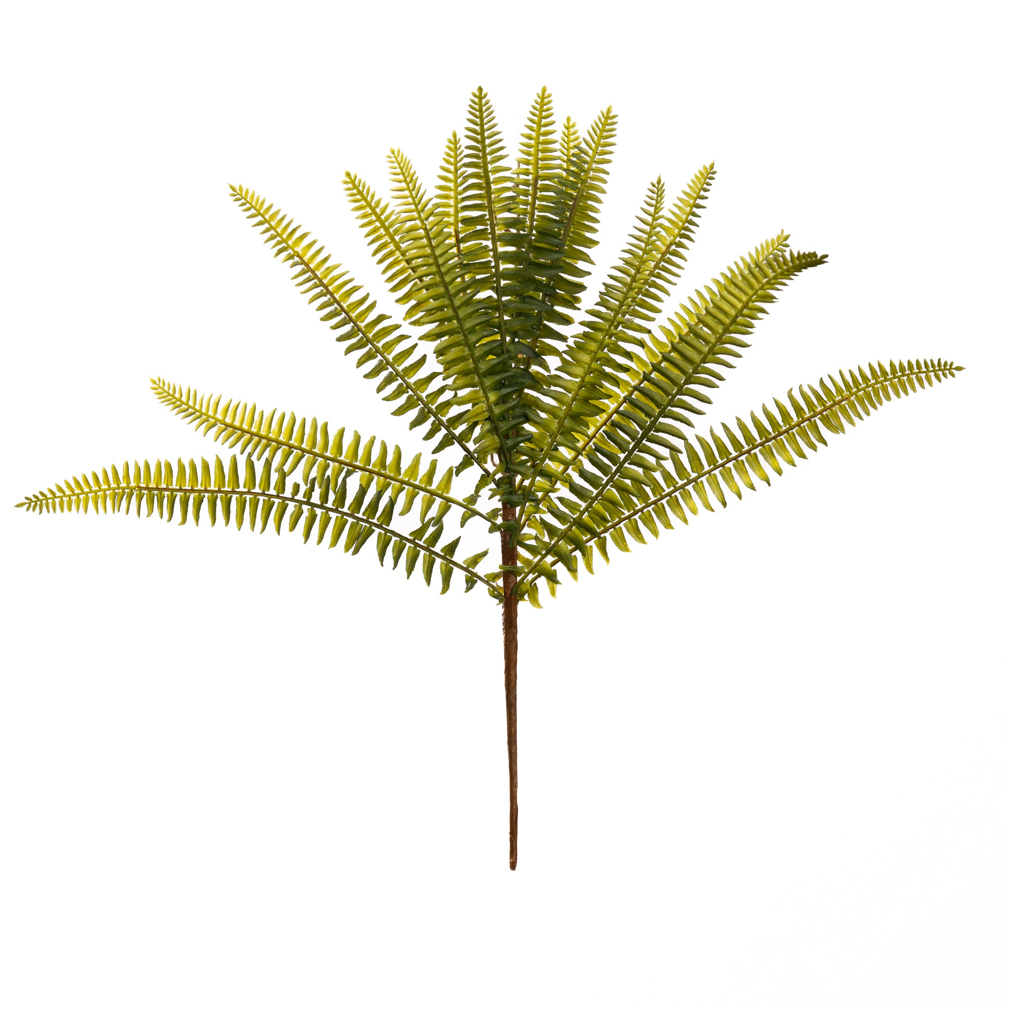 Fish Bone Fern 16" Stem – Details Lancaster